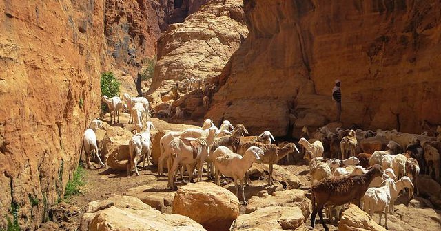 Nature versus nurture in Chad: the challenge of peaceful coexistence ...